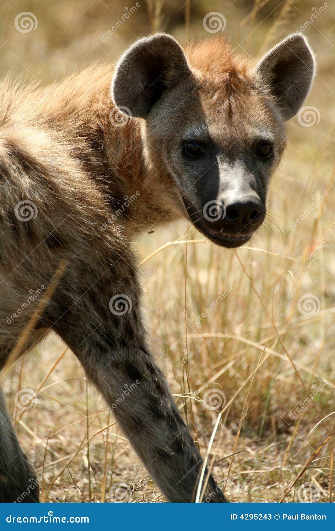 Smiling Spotted Hyena stock image. Image of masai, licking - 4295243