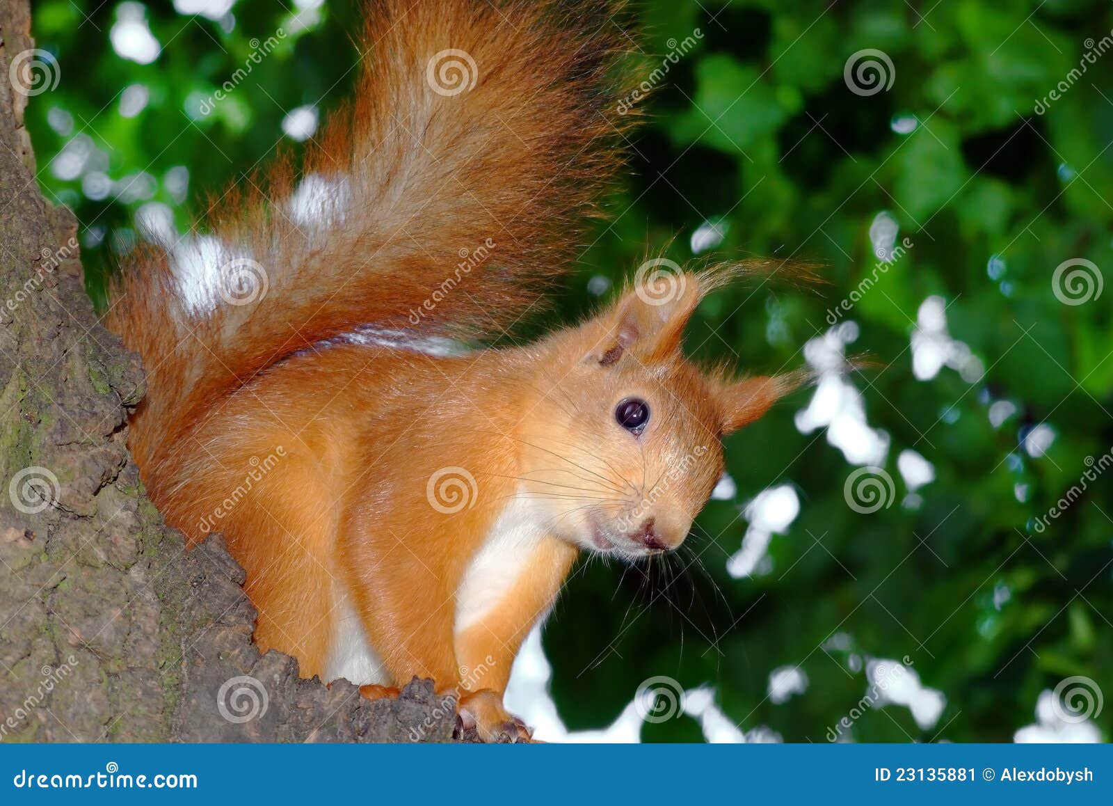 Smiling Squirrel stock image. Image of yellow, park, beautiful - 23135881