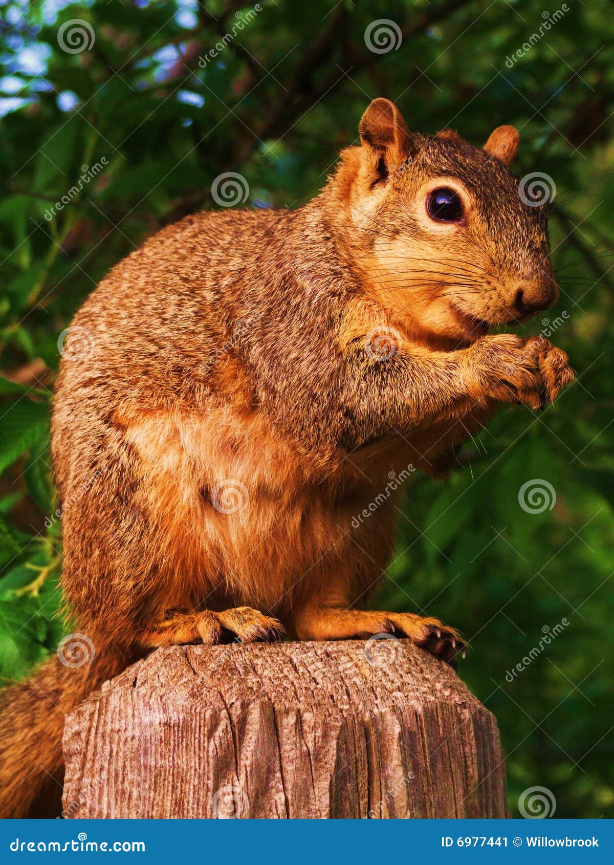 Smiling Squirrel stock image. Image of fall, gathering - 6977441