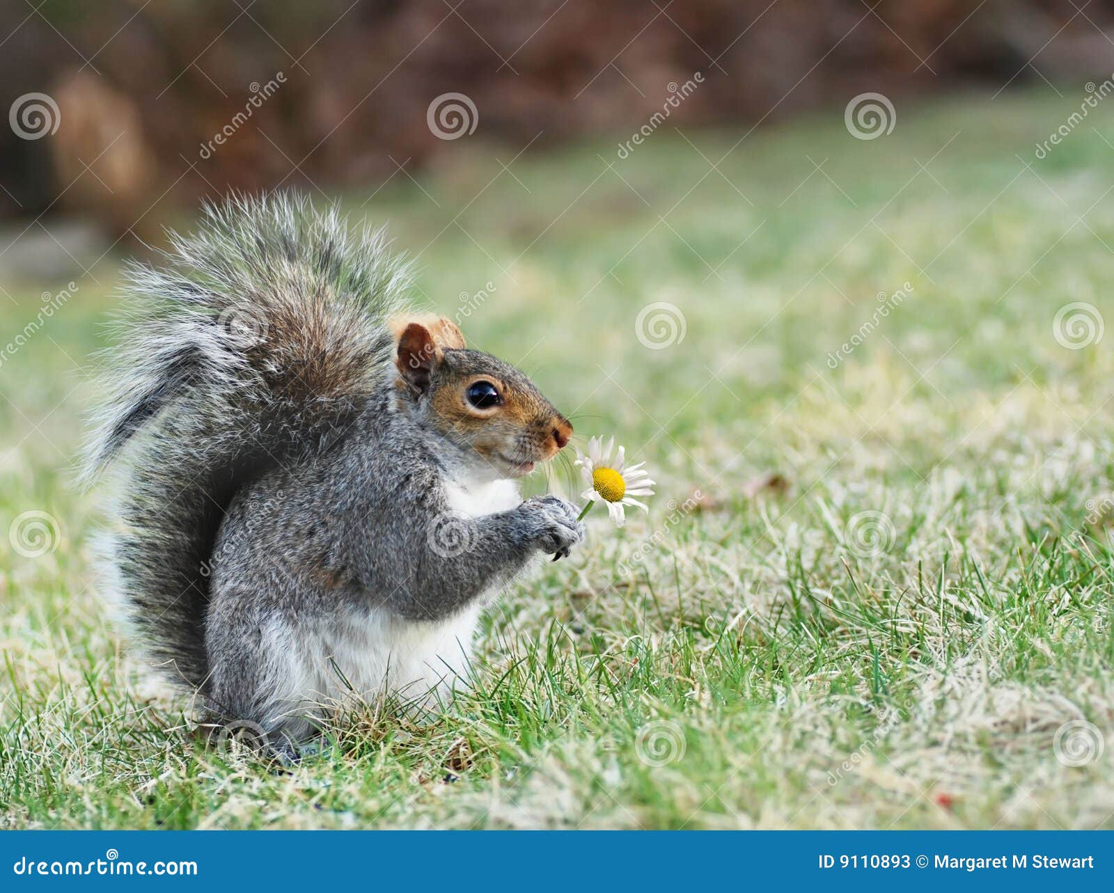Smiling squirrel stock image. Image of squirrel, love - 9110893