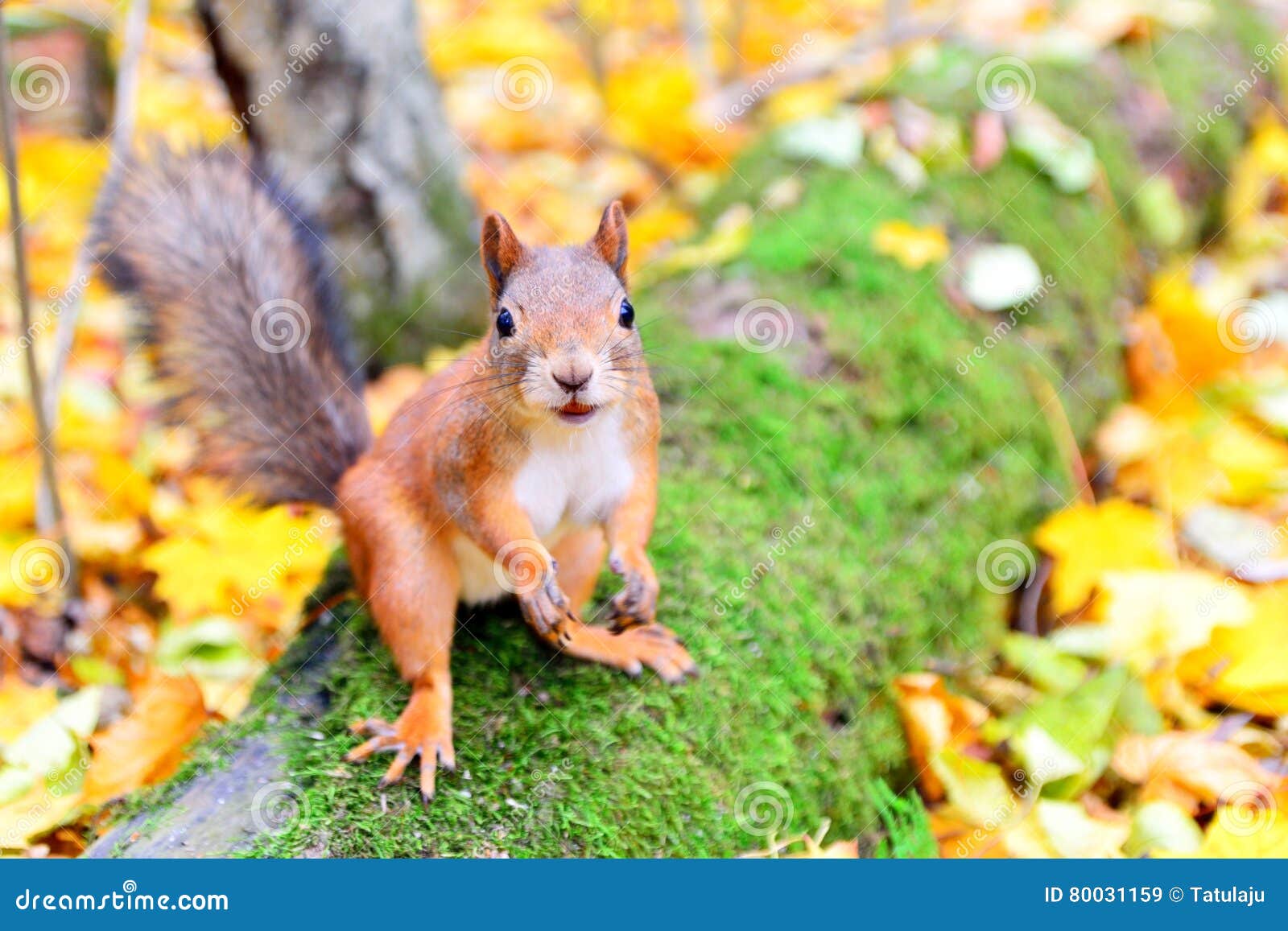 Smiling squirrel in autumn stock image. Image of brown - 80031159