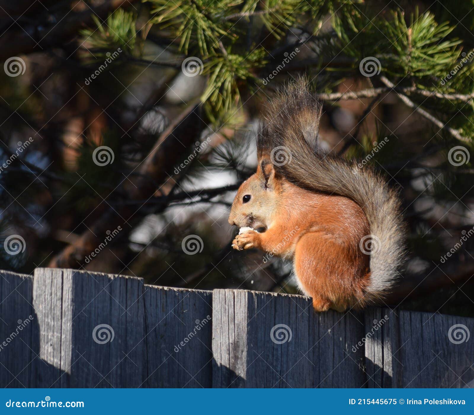 Smiling Squirrel Eats Nut on the Fence Stock Image - Image of smiles ...