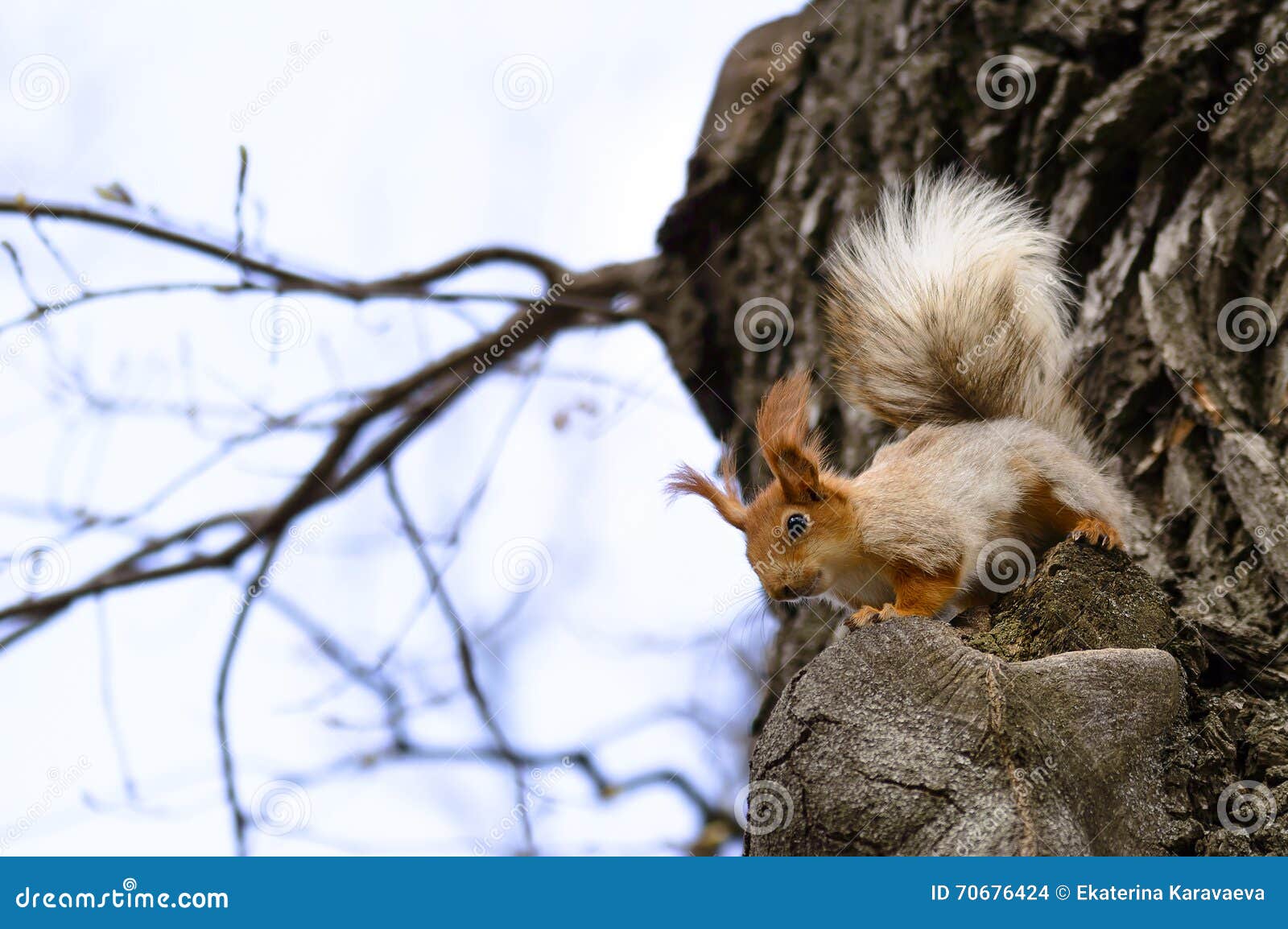 Smiling squirrel stock photo. Image of close, orange - 70676424