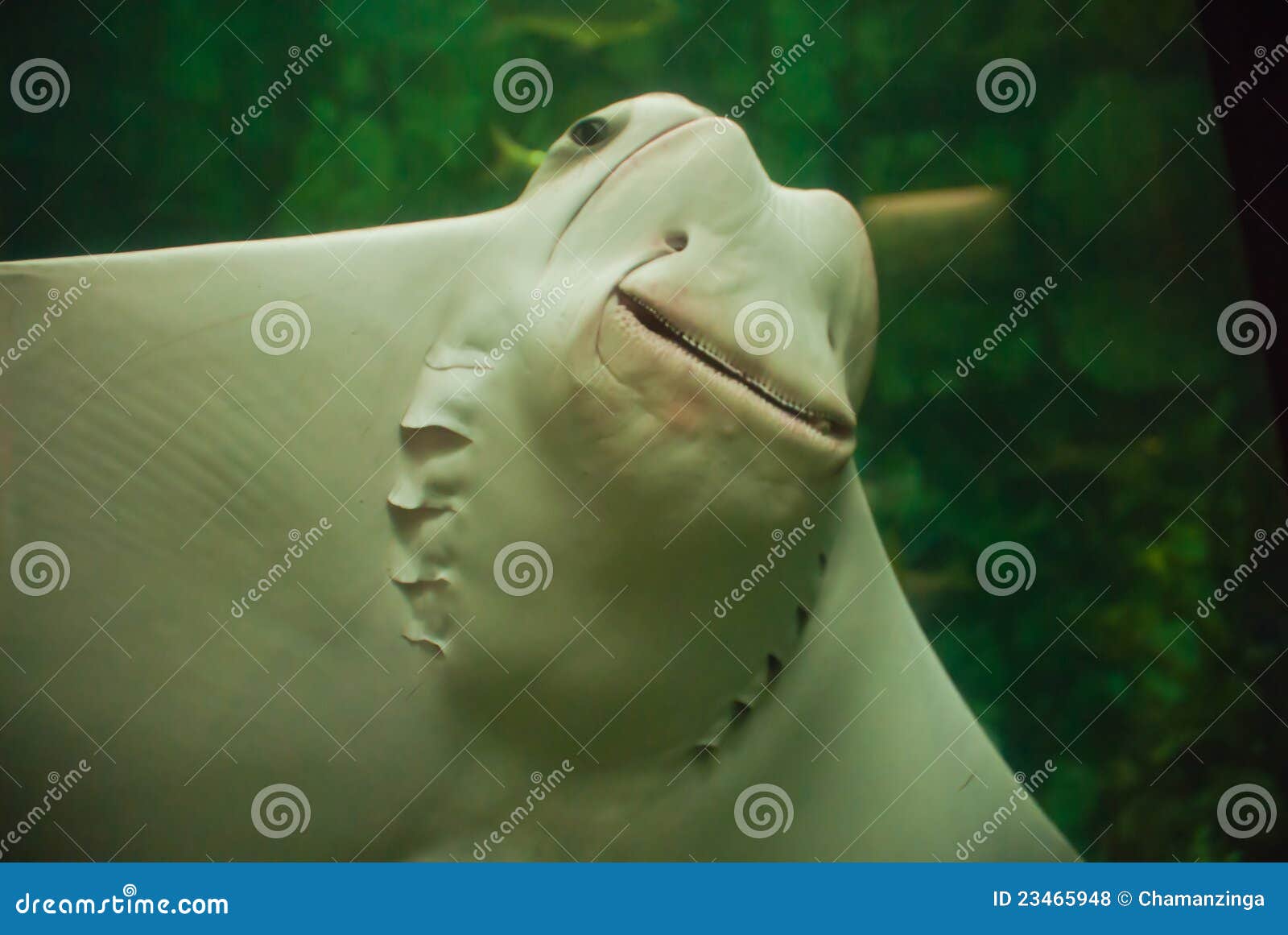 Smiling Stingray stock photo. Image of smiling, smile - 23465948