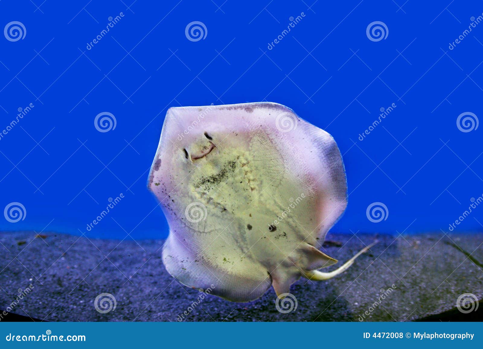 Smiling stingray stock photo. Image of gray, biology, marine - 4472008