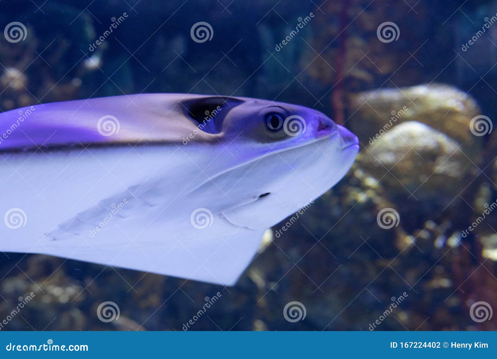 Stingray Smiling While In Movement Stock Image | CartoonDealer.com ...