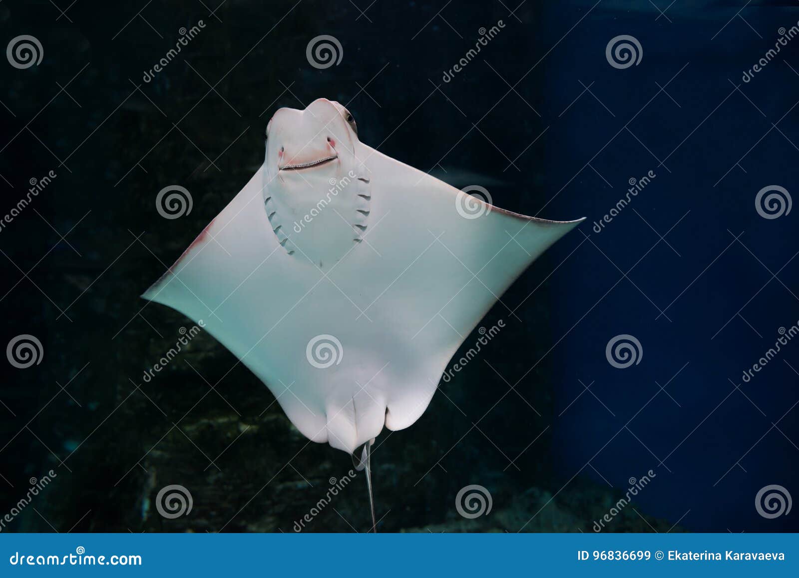 Smiling Stingray Swims in Aquarium Stock Image - Image of underwater ...