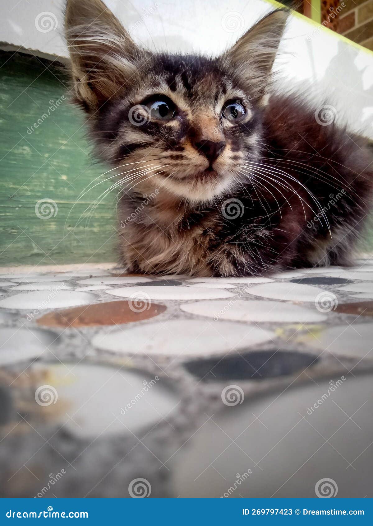 Smiling Striped Cat on the Floor Stock Image - Image of mammal ...