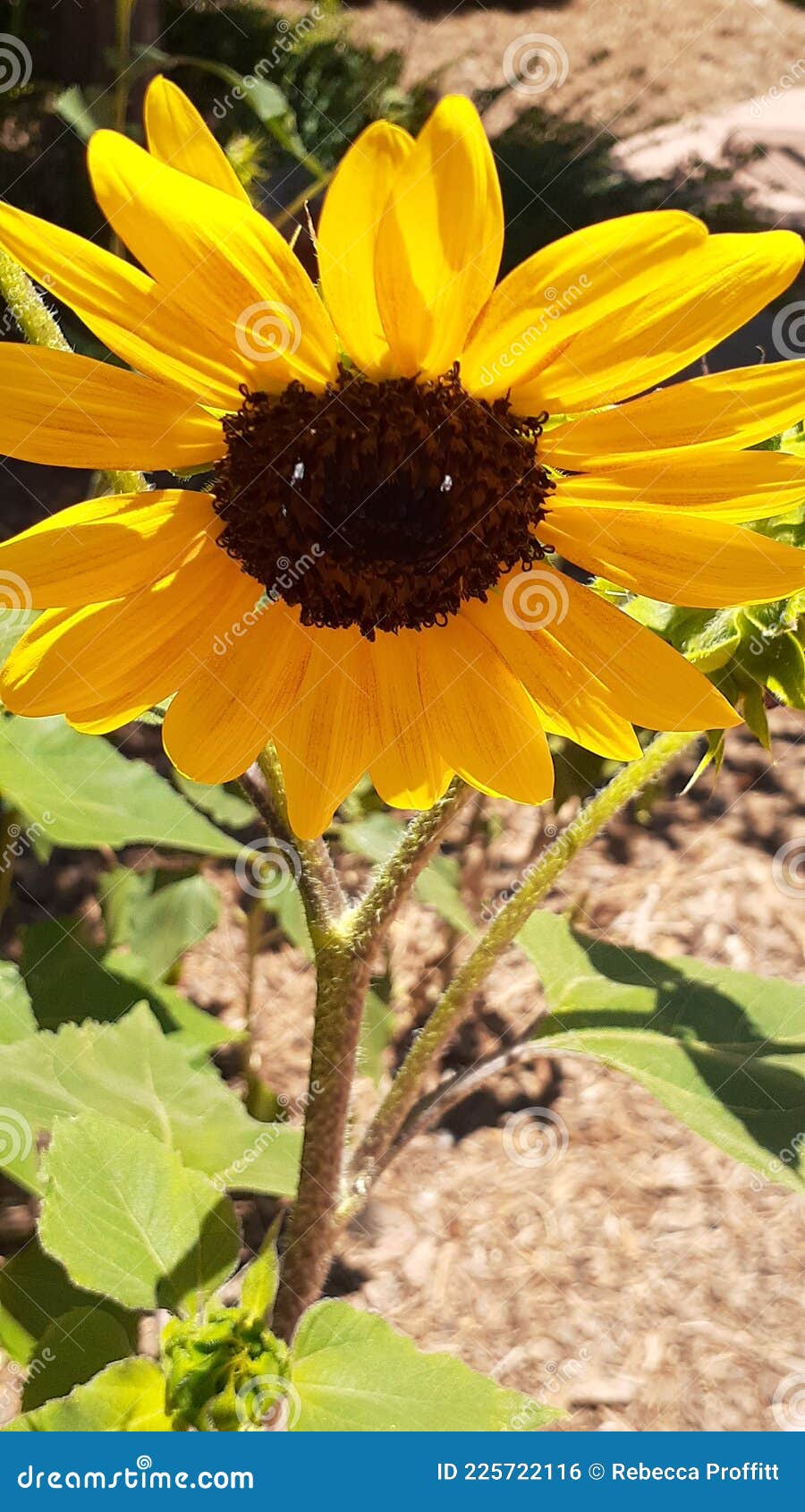 Smiling Sun Flower stock photo. Image of sunflower, produce - 225722116
