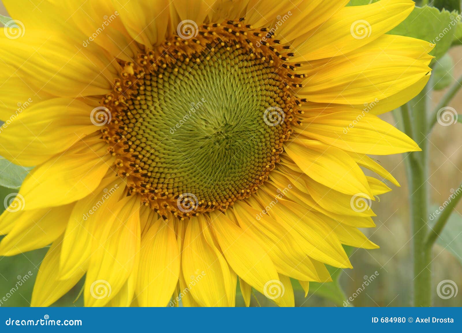 Smiling sunflower stock photo. Image of close, plants, elegant - 684980
