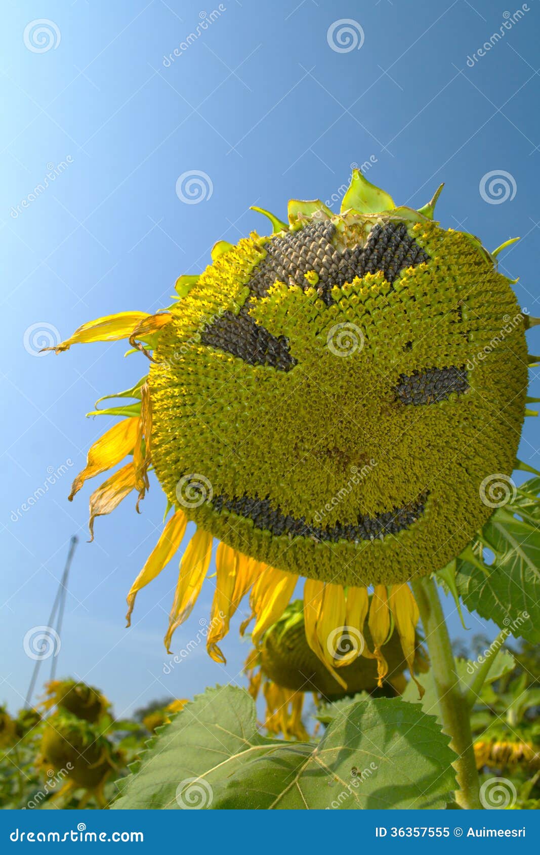 Smiling of Sunflower Blooming Stock Image - Image of summer, closeup ...