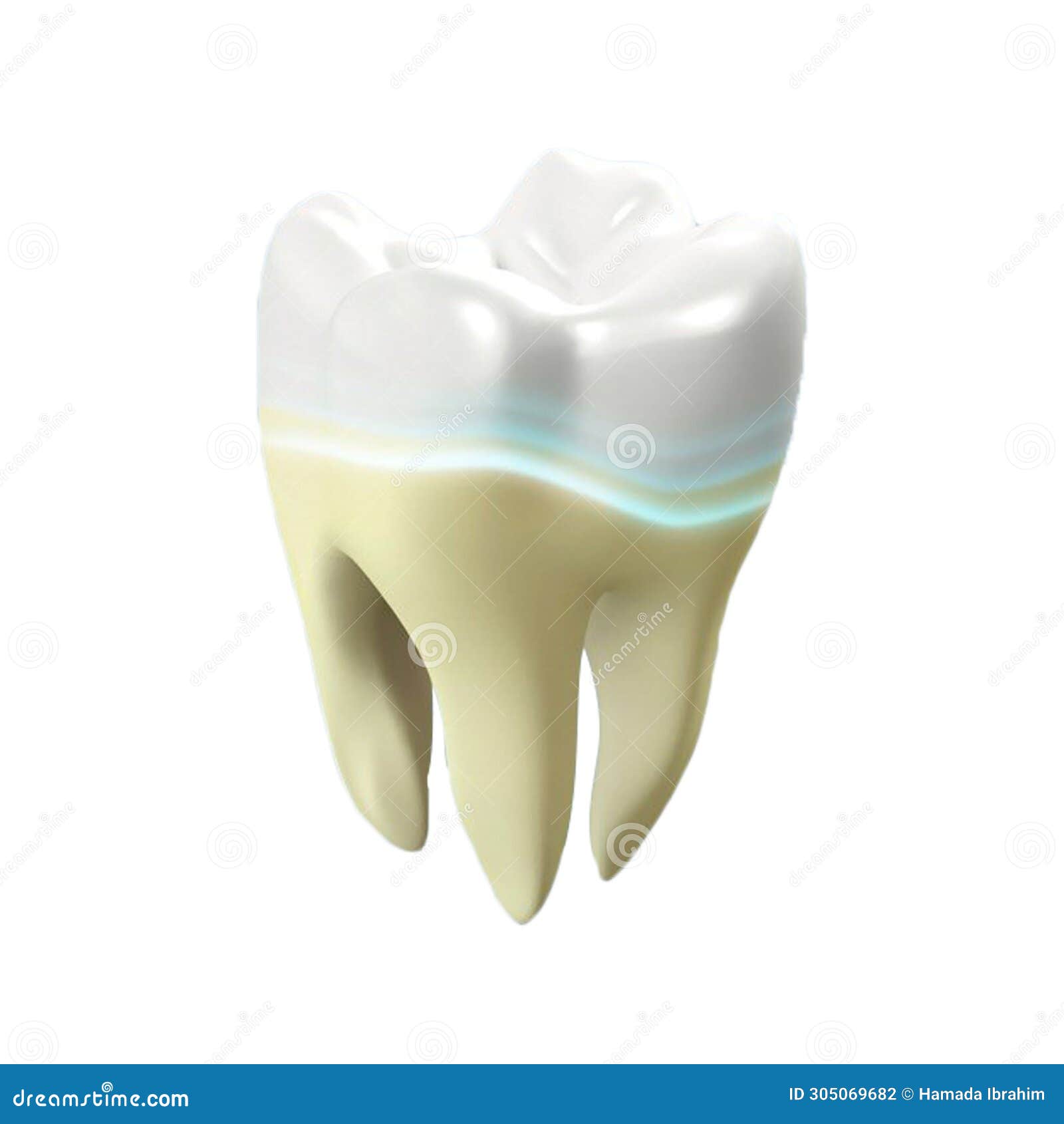 Smiling Teeth Display Model Stock Illustration - Illustration of ...