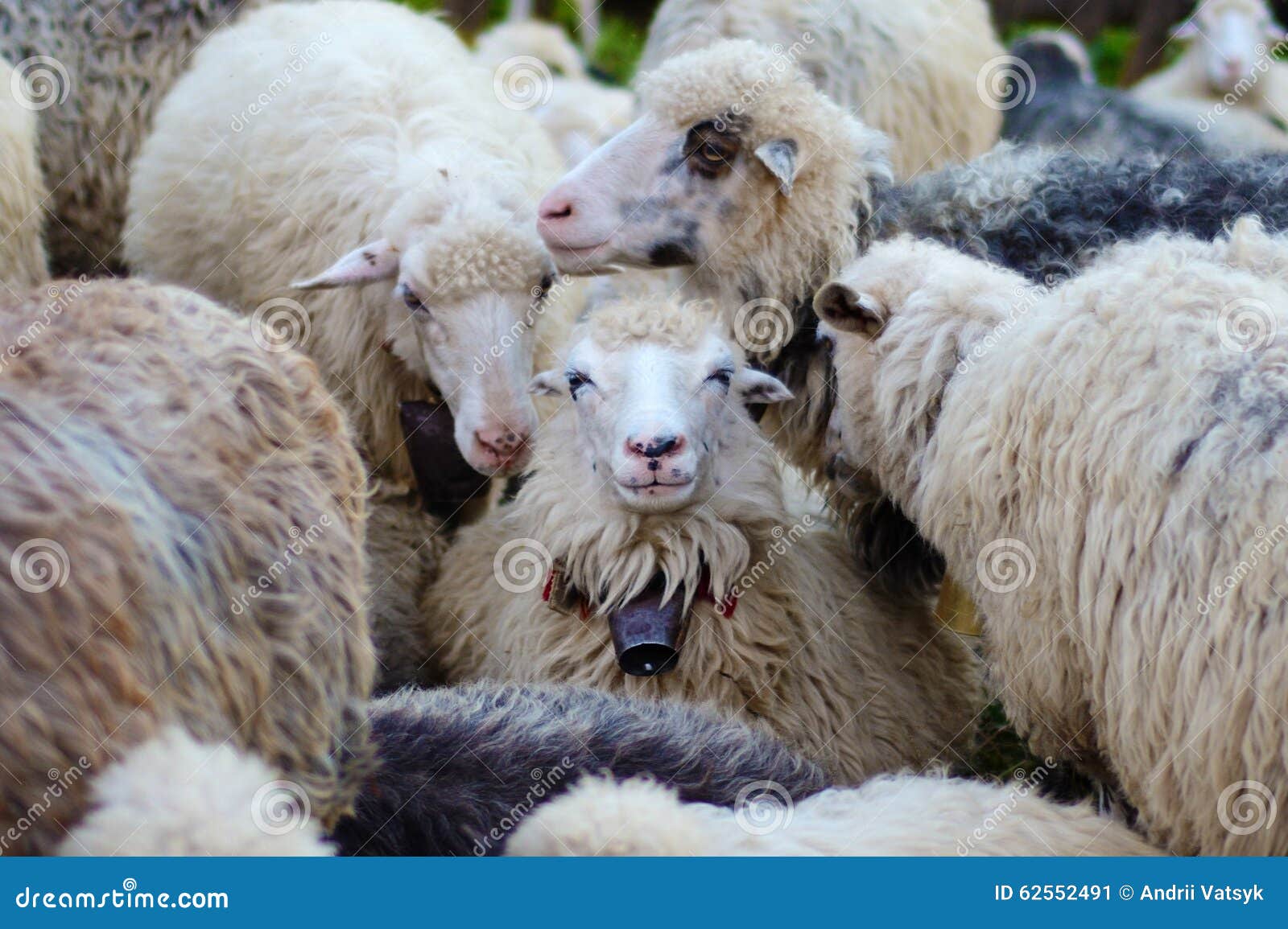 Smiling Tranquility of Sheep and Other Sheep Around Stock Image - Image ...