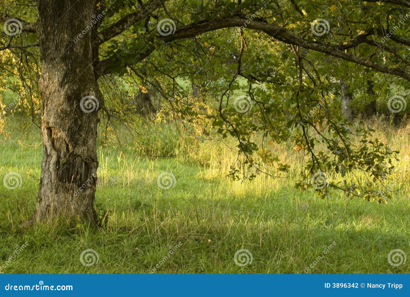 Smiling Tree stock photo. Image of smile, nature, bark - 3896342