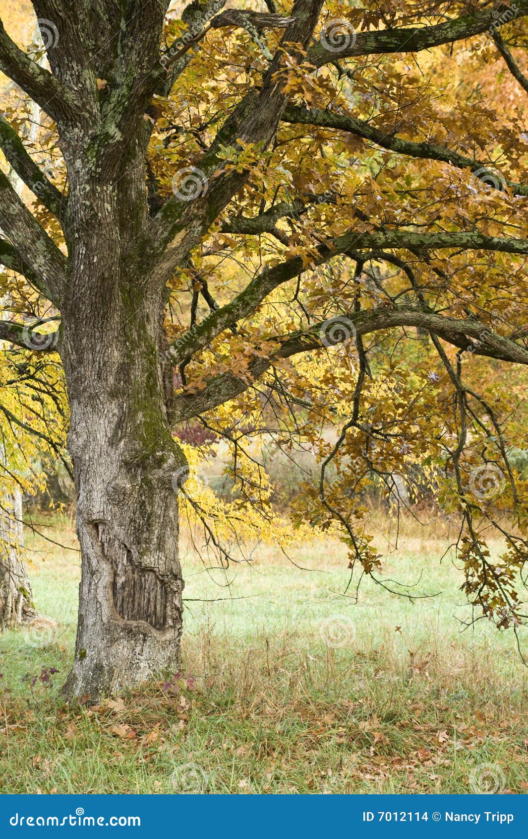 Smiling Tree in the Fall stock photo. Image of funny, tranquil - 7012114
