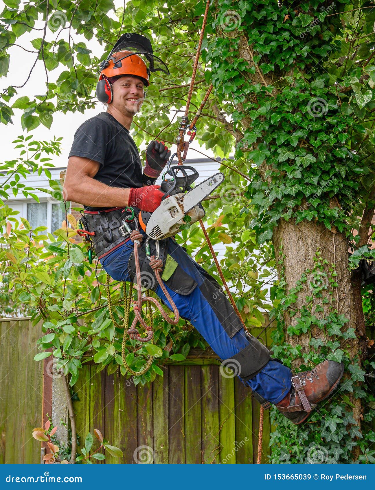 Tree Surgeon Climbing Tall Tree On Ropes Used Safety Equipment. Royalty ...