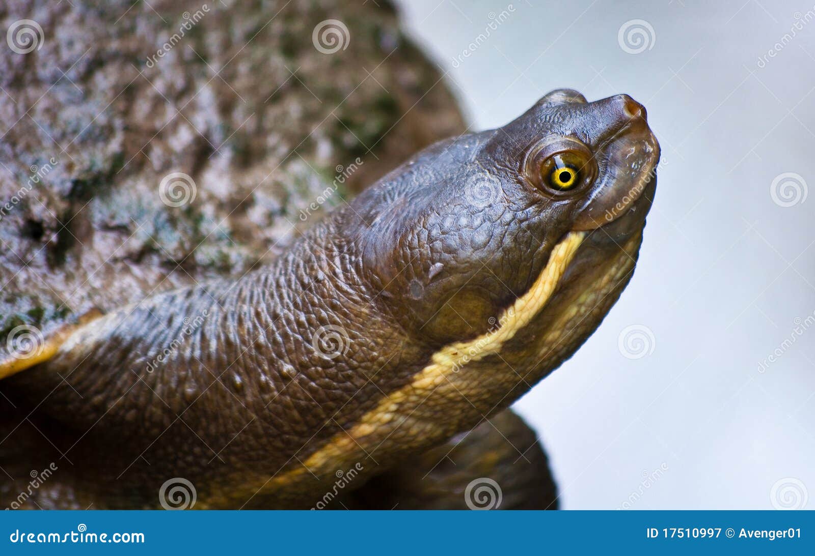 Smiling Turtle stock image. Image of shell, turtle, close - 17510997