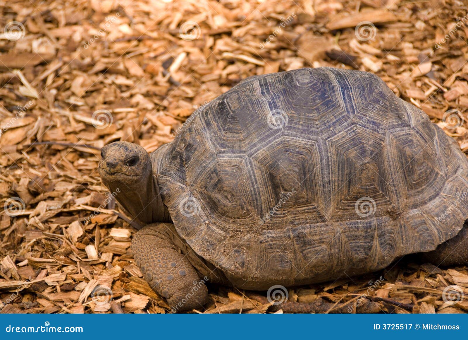 Smiling Turtle stock image. Image of turtle, closeup, posing - 3725517