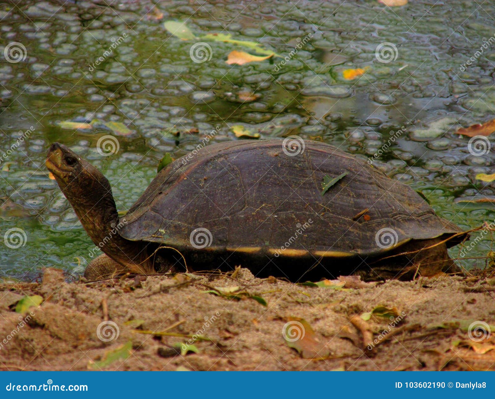 Smiling turtle stock photo. Image of smile, landscapes - 103602190