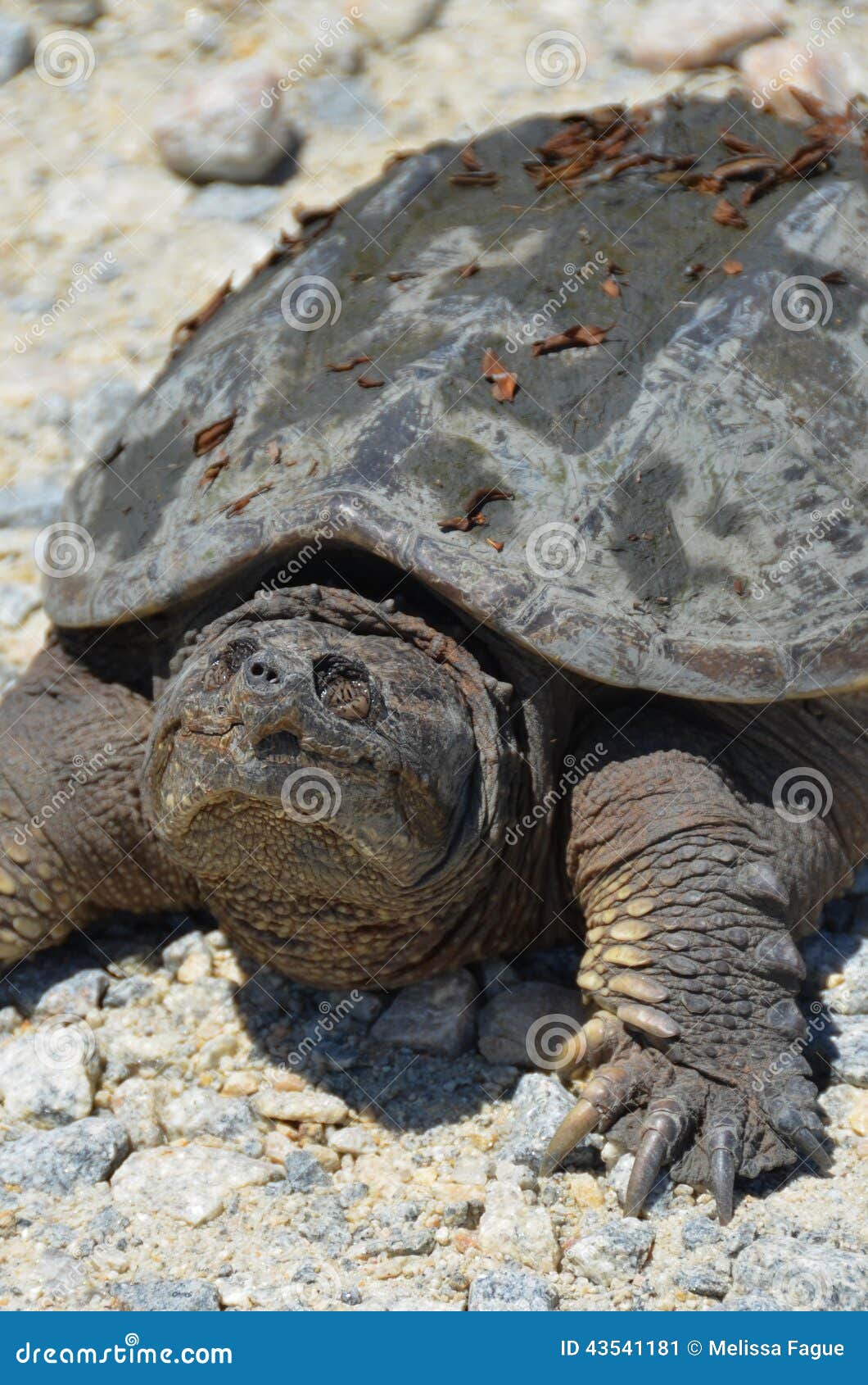 Smiling Turtle stock image. Image of closeup, eyes, wildlife - 43541181
