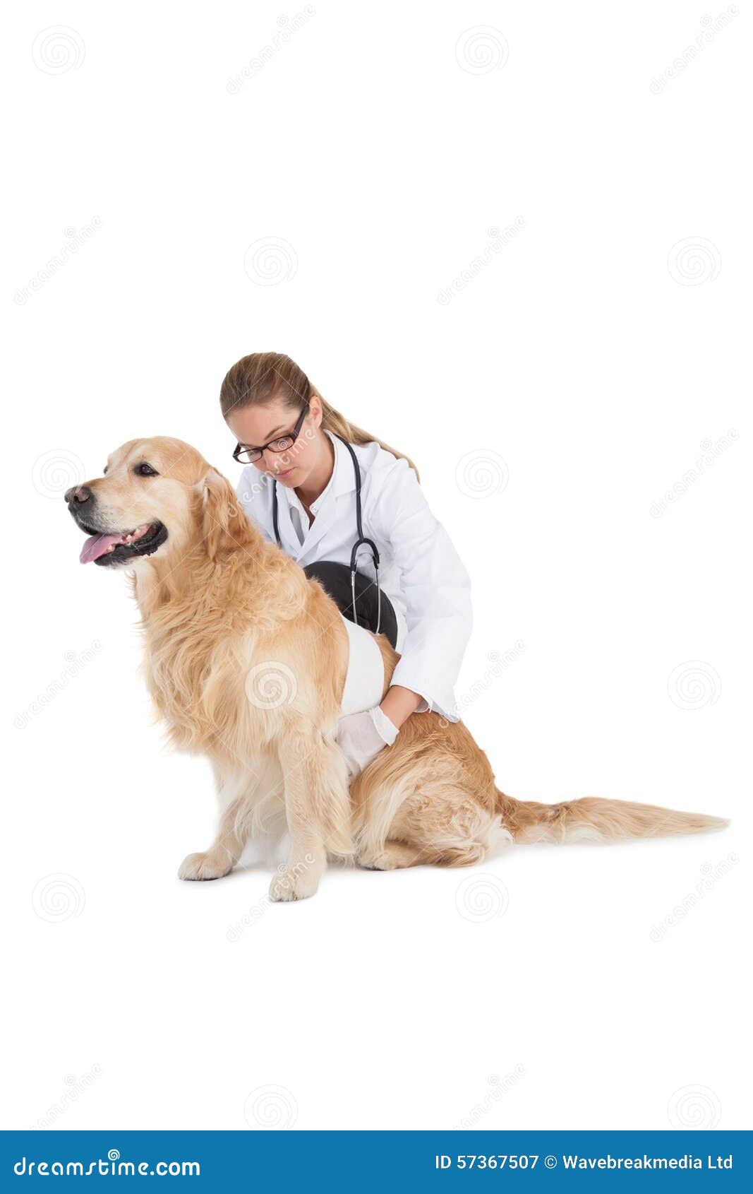 Smiling Vet with a Labrador Stock Image - Image of adult, happy: 57367507