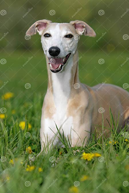 Smiling whippet stock photo. Image of close, flower, cute - 14749030