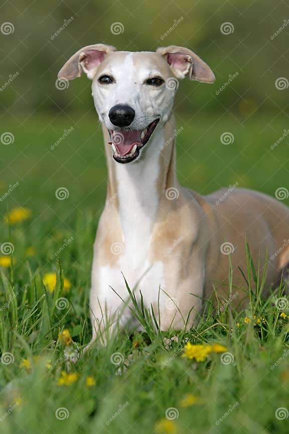 Smiling whippet stock photo. Image of close, flower, cute - 14749030