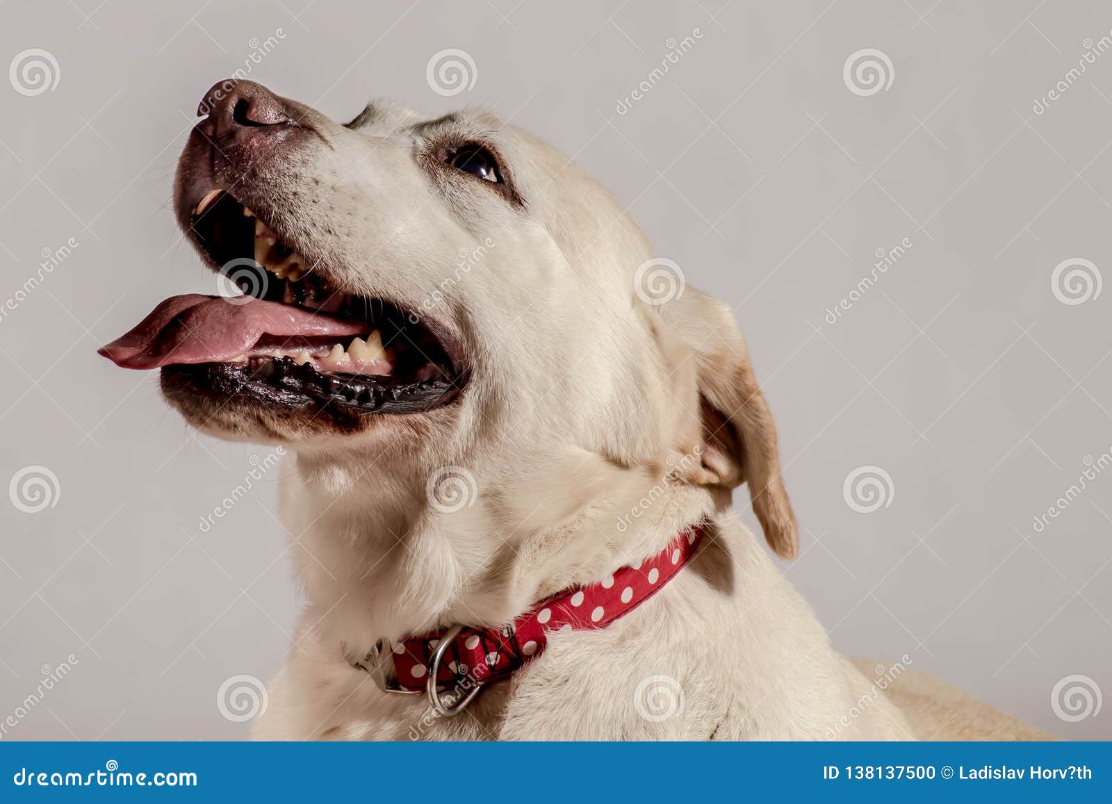 White labrador stock photo. Image of white, smiling - 138137500