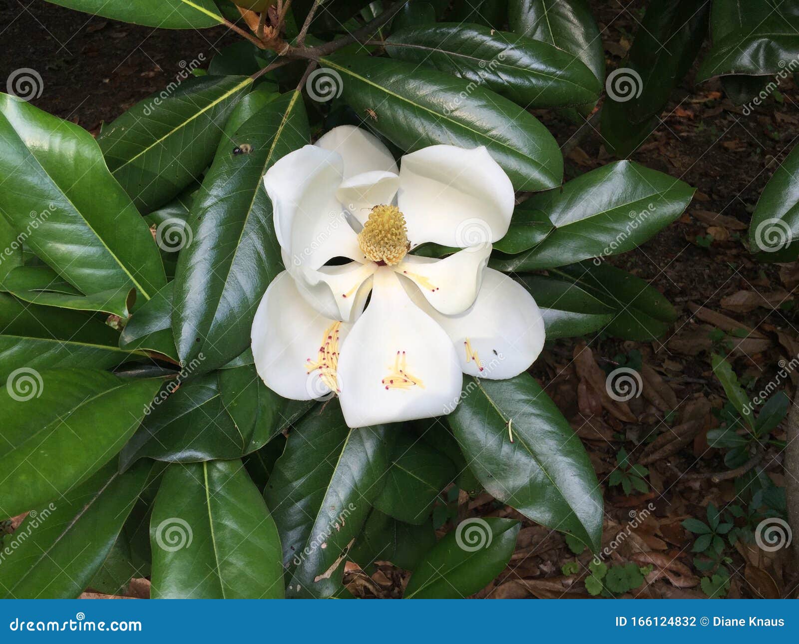 Smiling White Magnolia stock photo. Image of nose, insect - 166124832