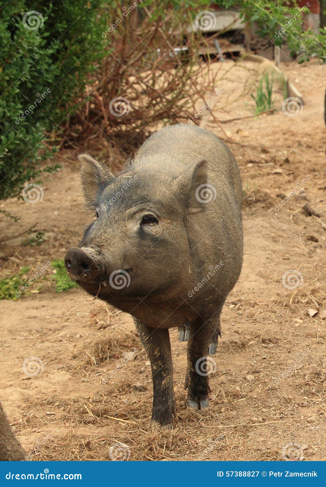 Smiling wild pig stock image. Image of wildlife, boar - 57388827