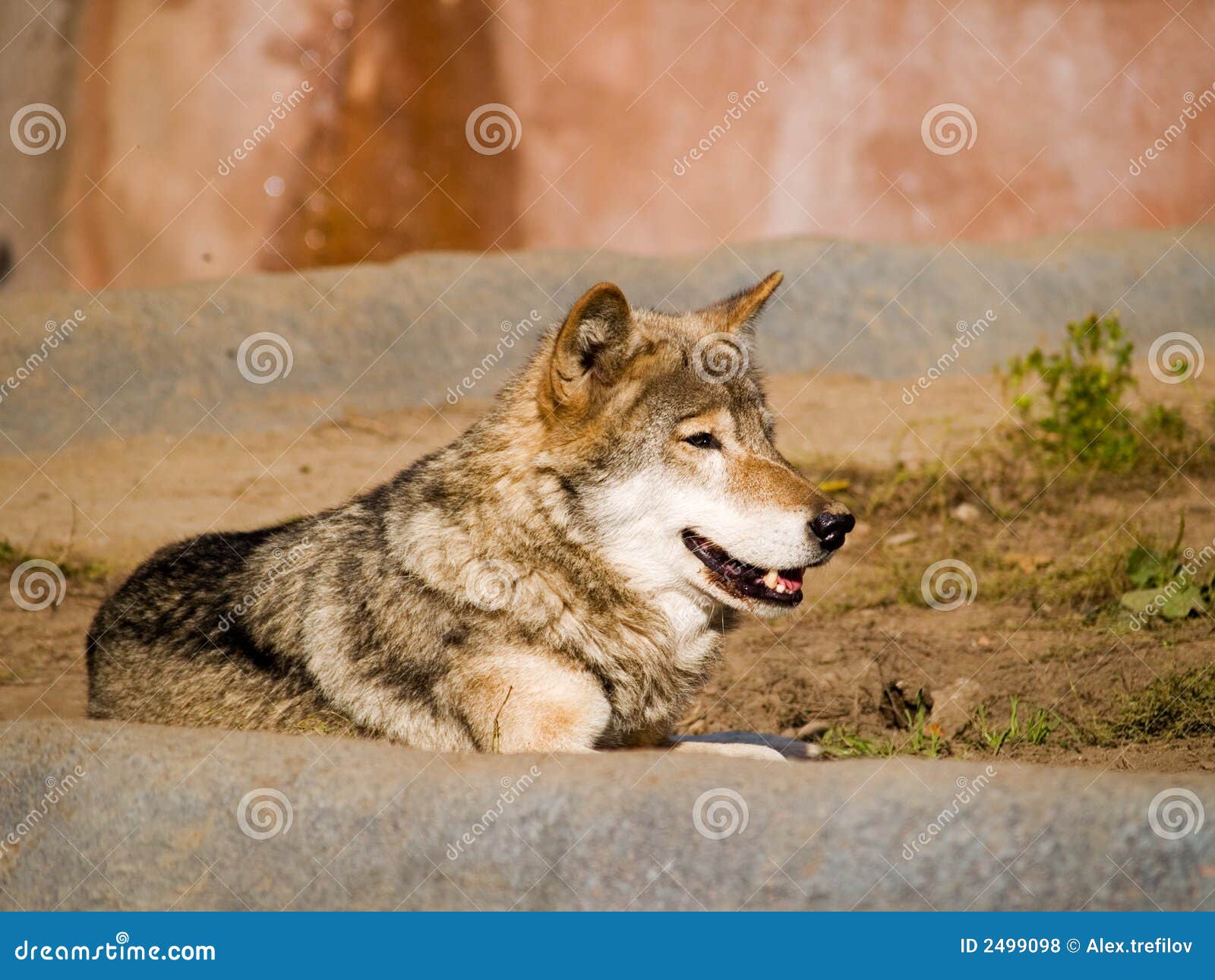 Smiling wolf stock photo. Image of predator, wildlife - 2499098