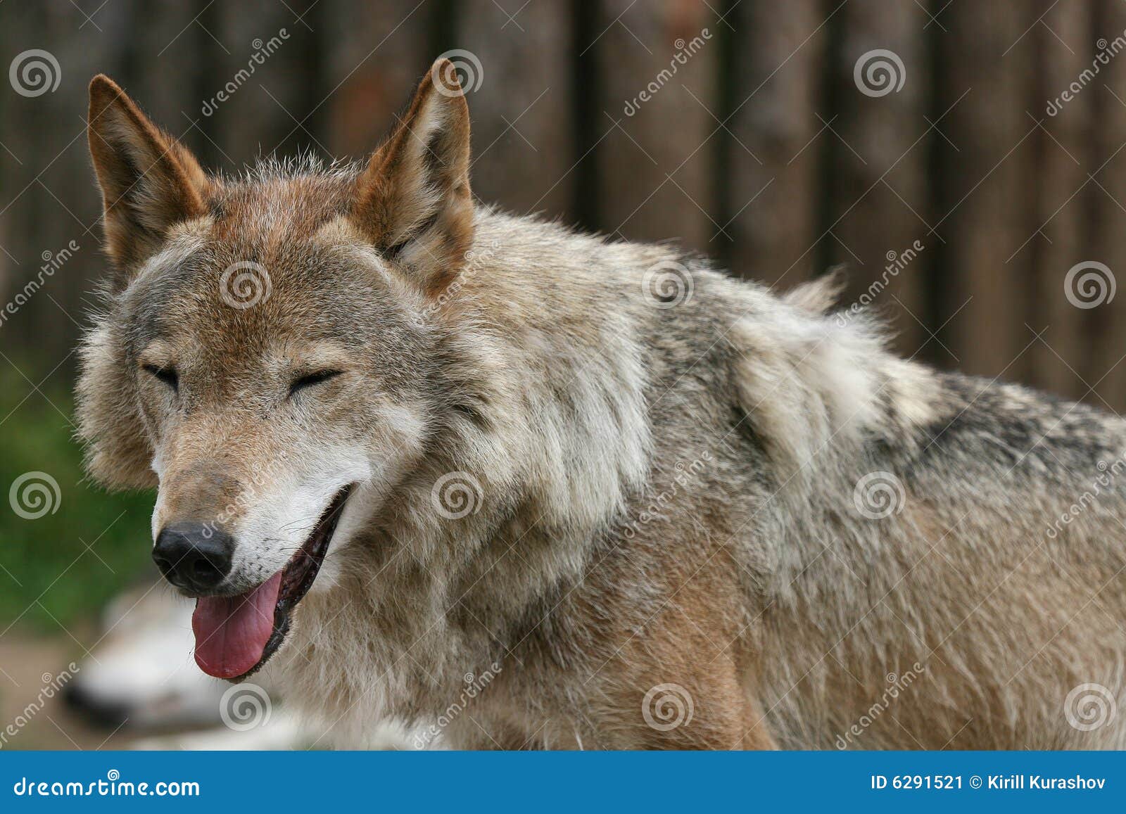 “Smiling” wolf stock image. Image of open, predator, stare - 6291521