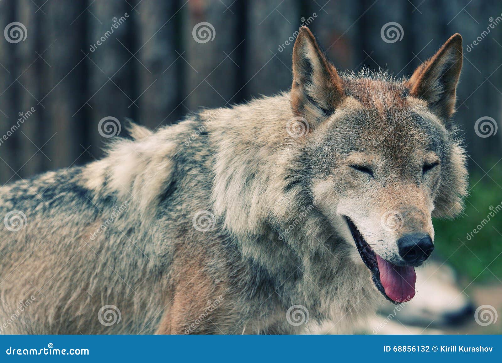 Smiling wolf stock photo. Image of style, lupus, portrait - 68856132