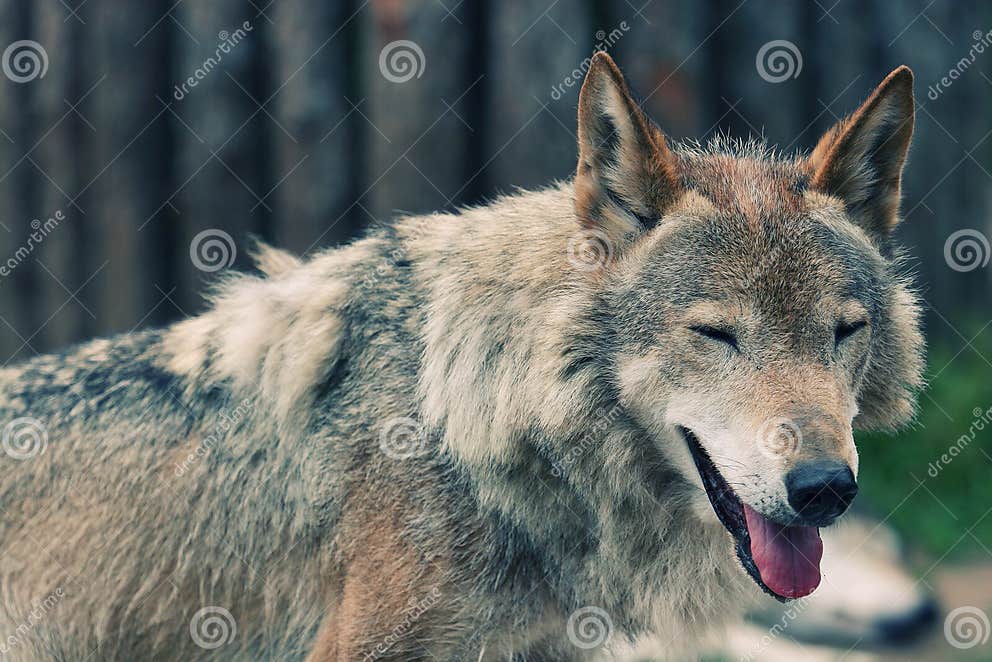 Smiling wolf stock photo. Image of style, lupus, portrait - 68856132