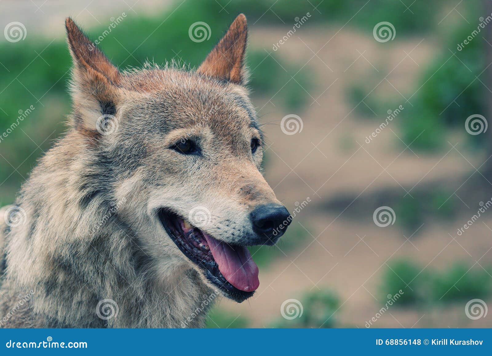 Smiling wolf stock photo. Image of timber, predator, dangerous - 68856148
