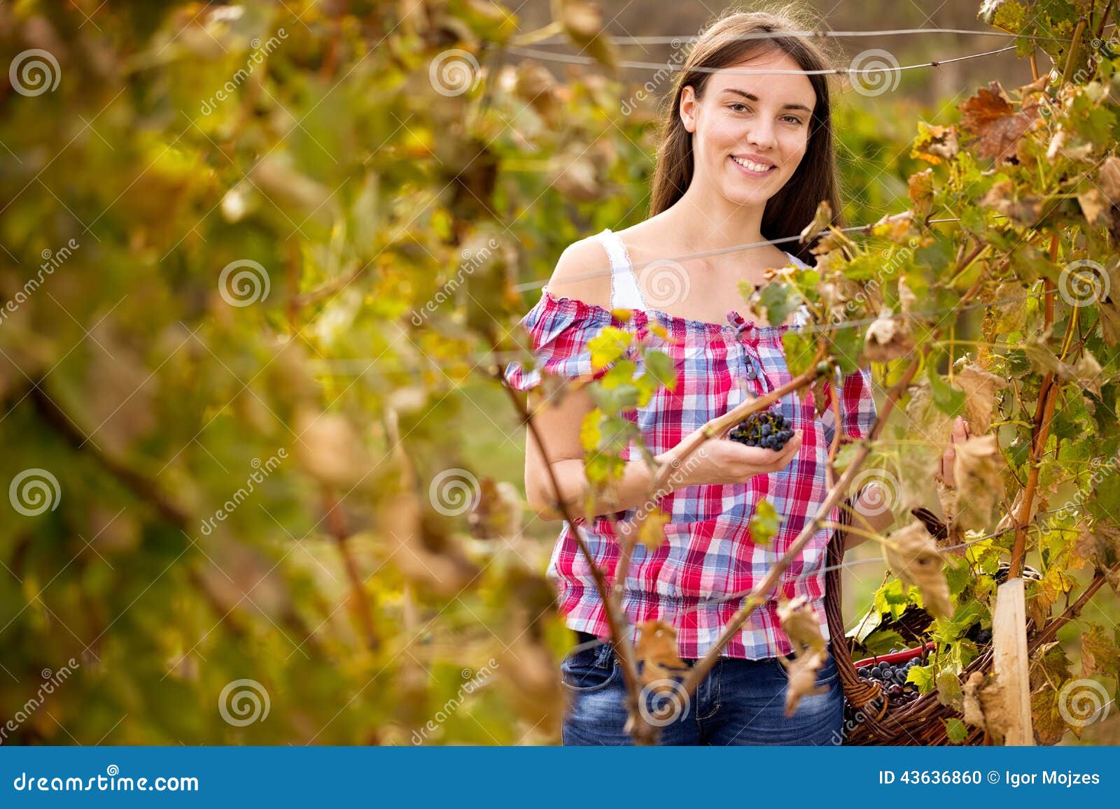 Smiling woman in vineyard stock photo. Image of fruit - 43636860
