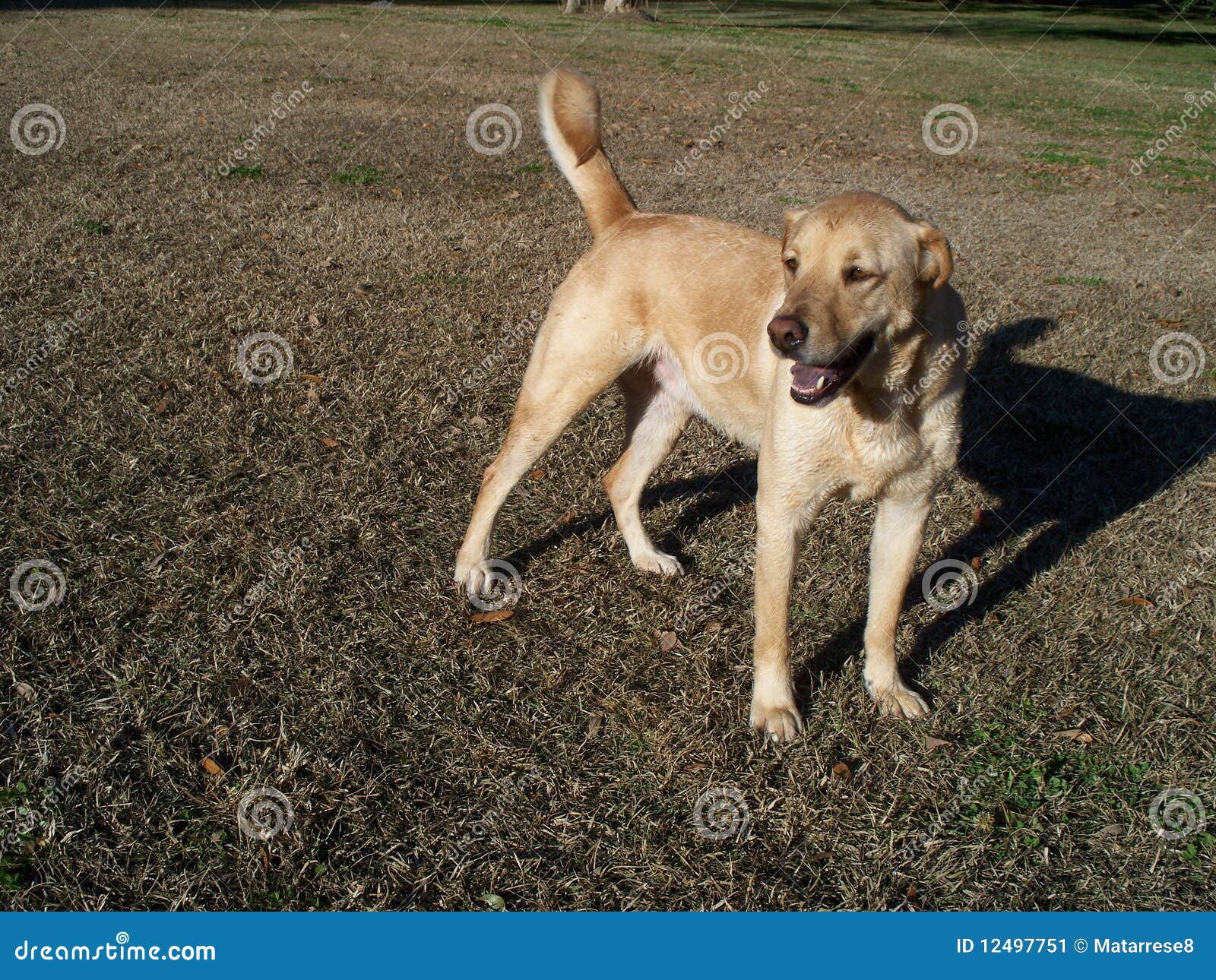 Smiling Yellow Lab stock image. Image of green, hound - 12497751