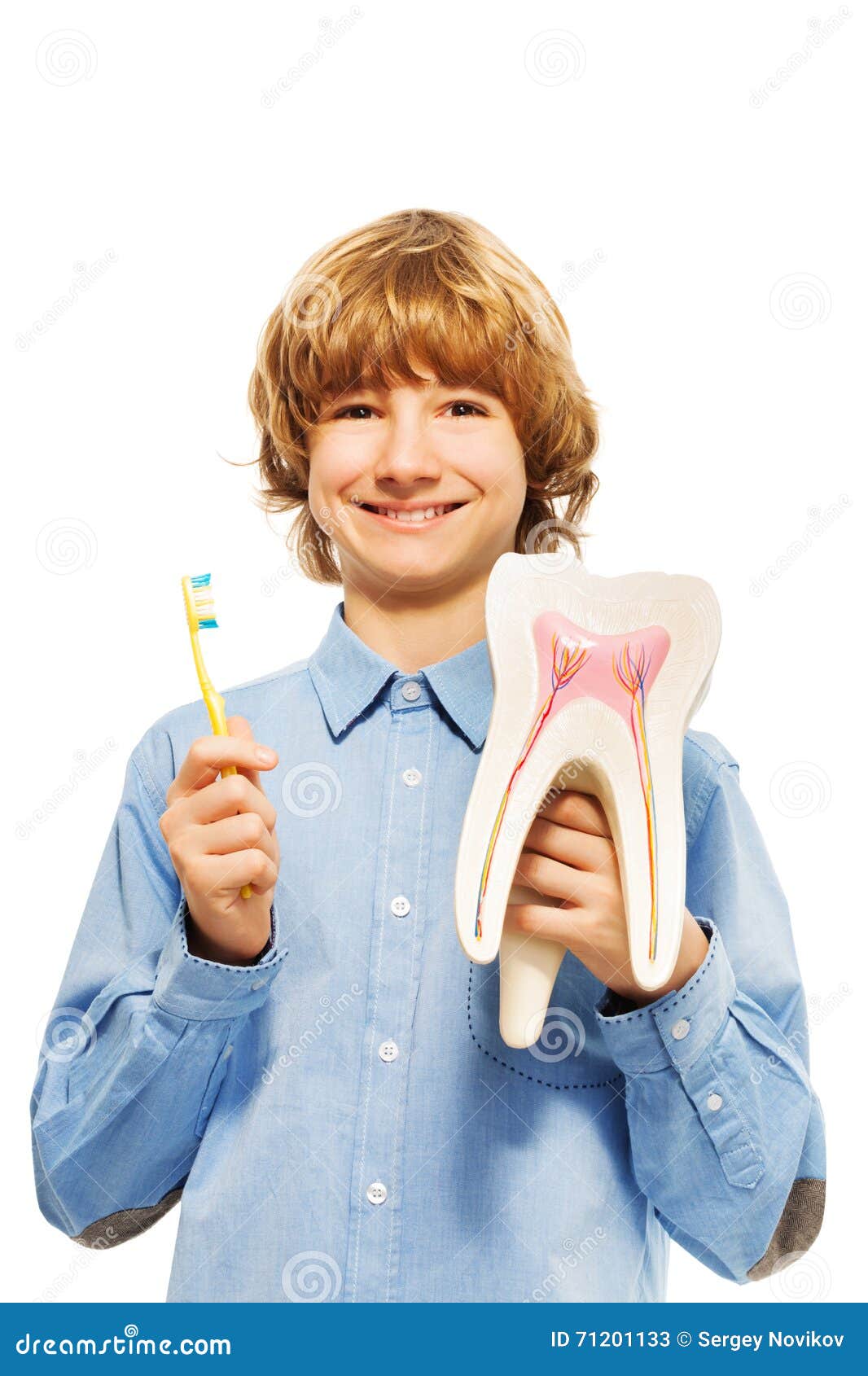 Tooth Model With Caries, Tooth Decay In Dentist`s Office. Healthy Teeth ...