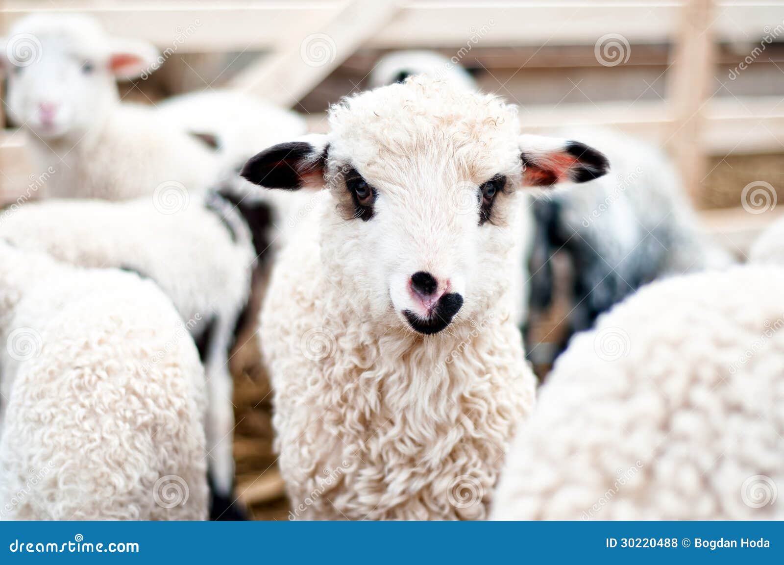 Smiling Young Spotted Lamb Looking at Camera while Eating Stock Photo ...