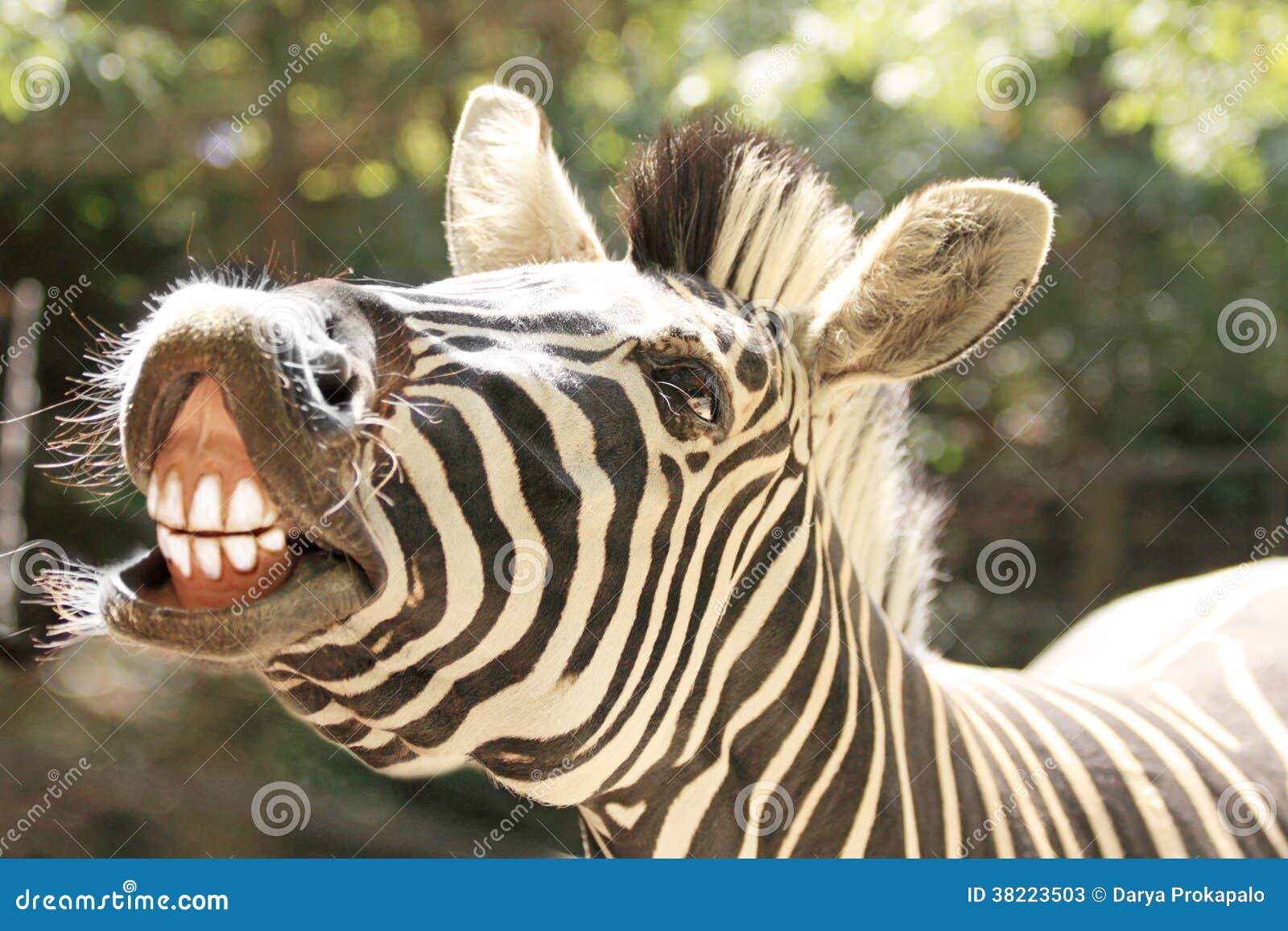 Smiling zebra stock image. Image of positions, funny - 38223503