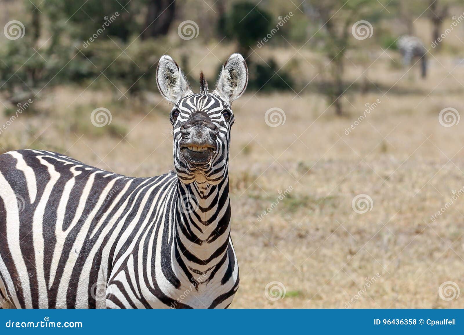 Smiling Zebra stock photo. Image of grazing, grevy, grassland - 96436358