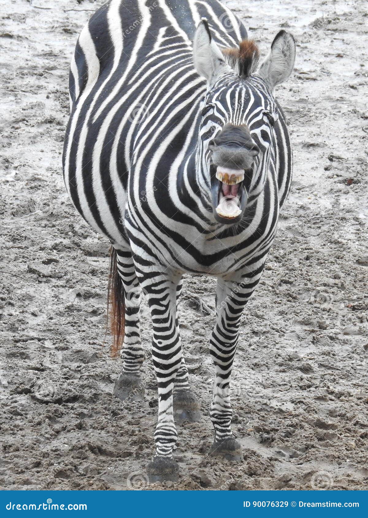 Smiling Zebra stock image. Image of teeth, laughing, nature - 90076329