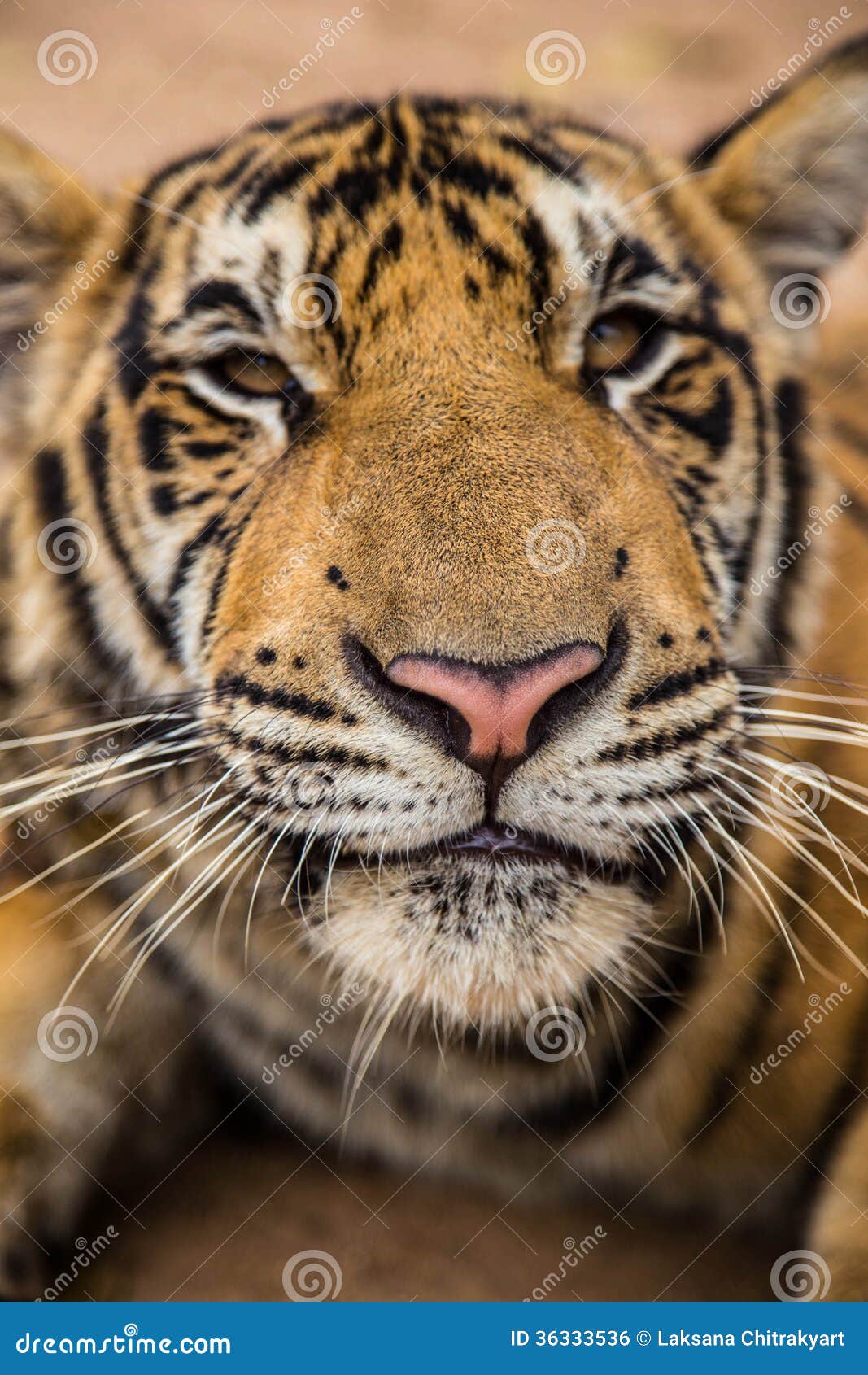 Smilling tiger stock photo. Image of wildlife, tiger - 36333536