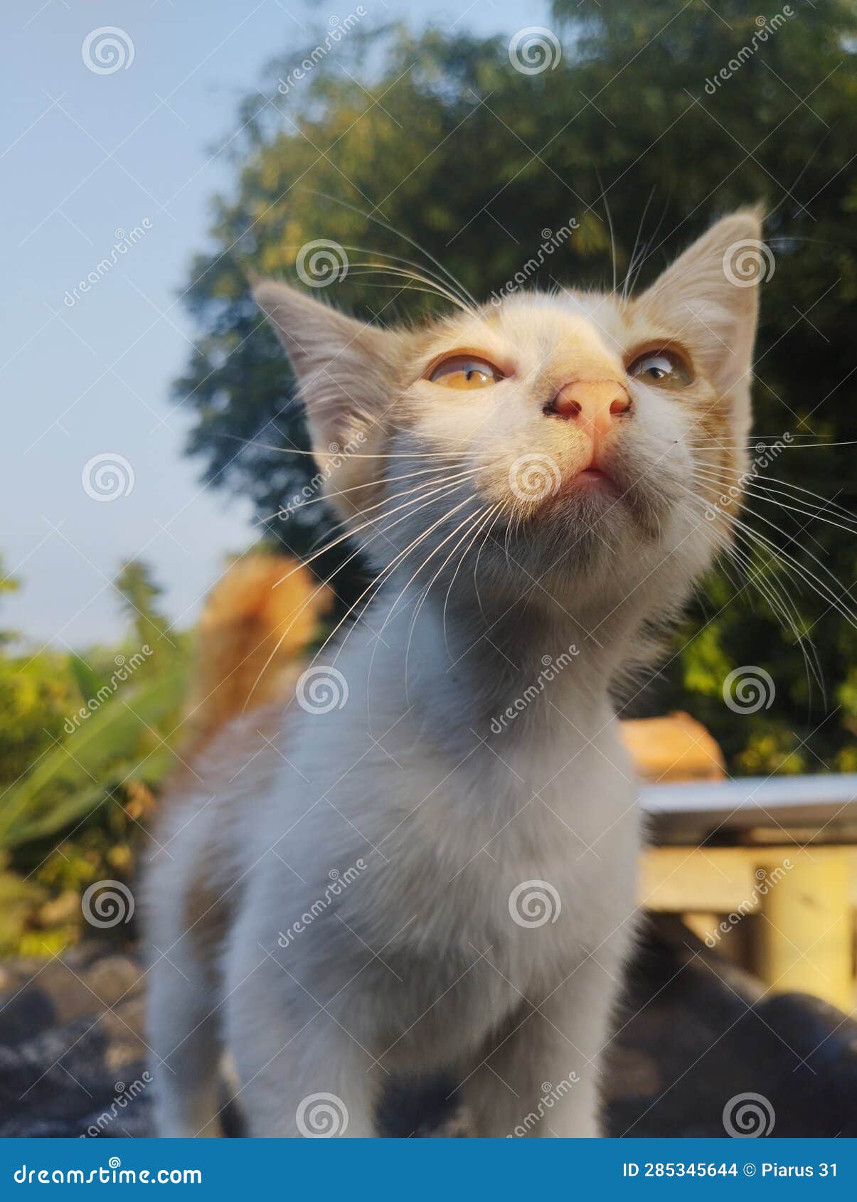 Smirk ginger kitten stock photo. Image of ginger, handsome - 285345644