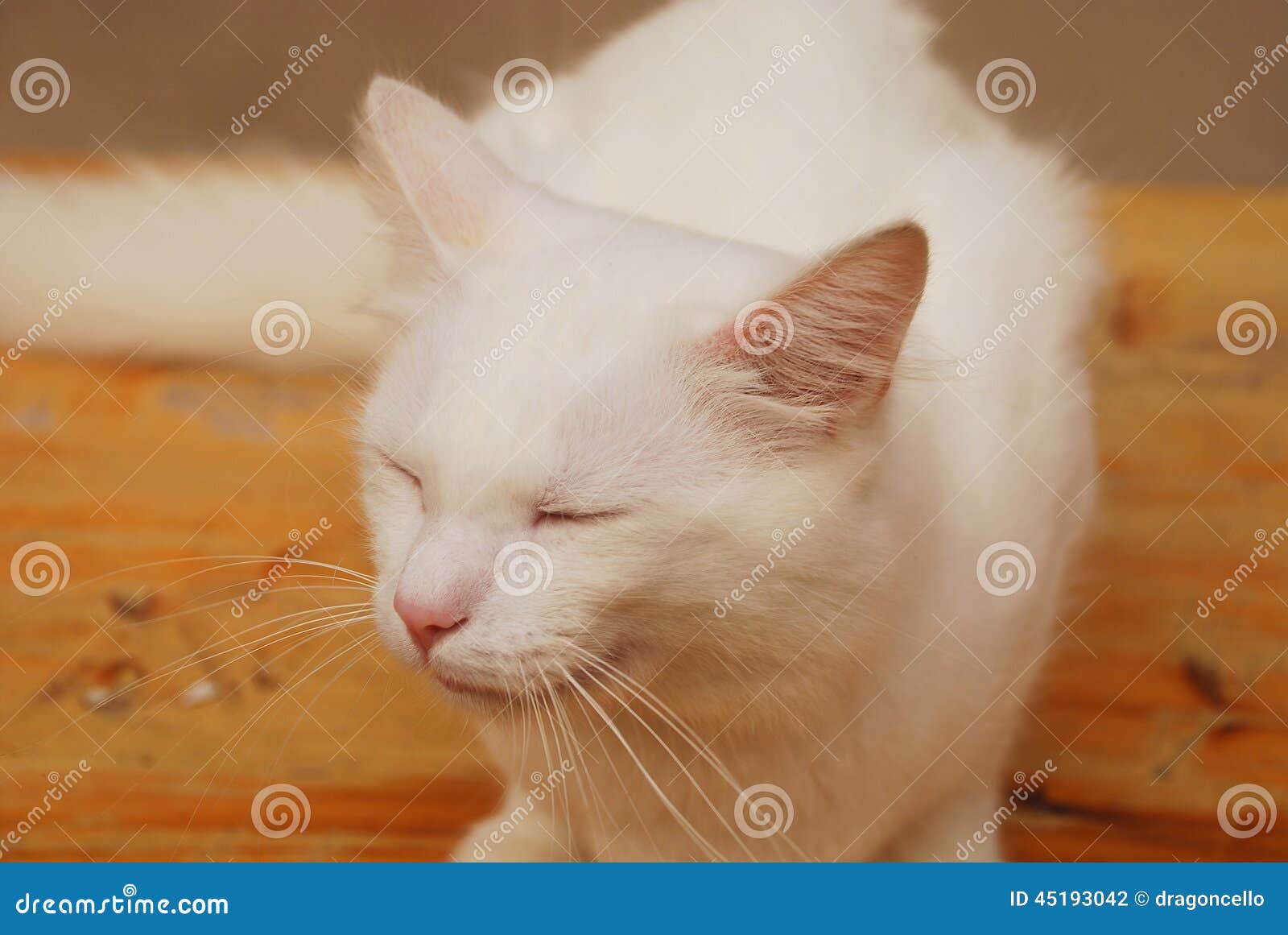 Smirking White Cat stock photo. Image of smirking, kitty - 45193042
