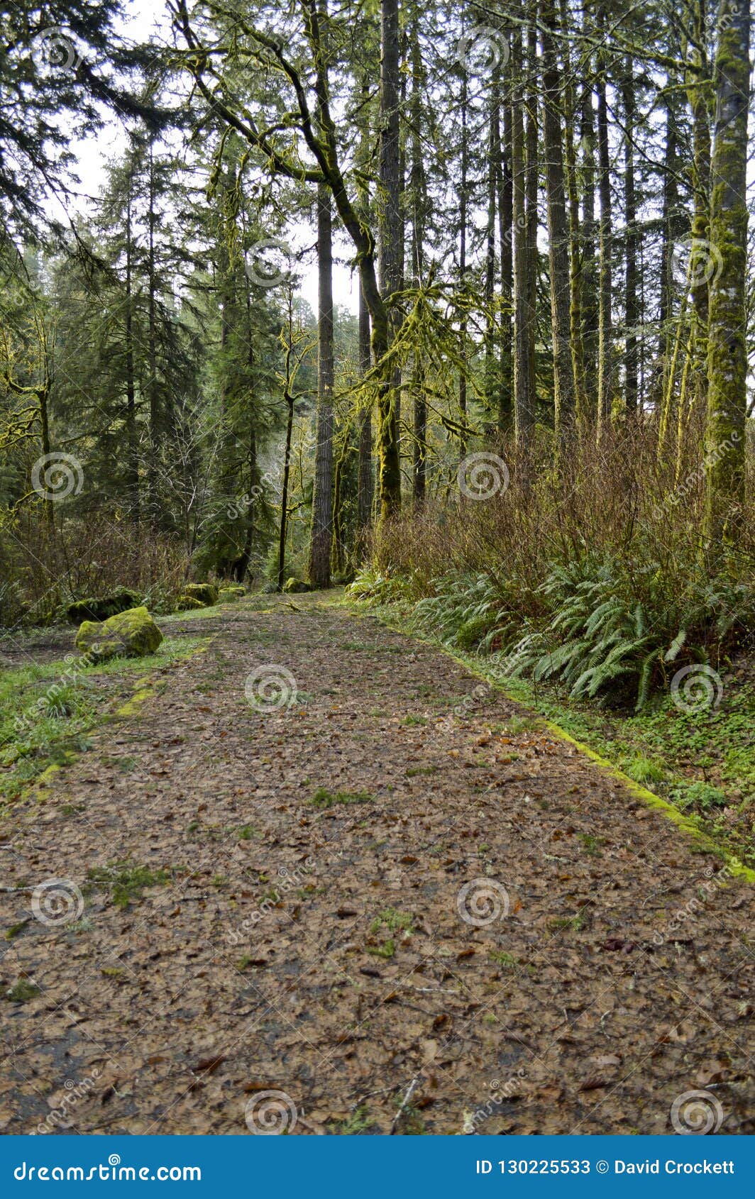 Campground in the Smith River Rec Area Stock Image - Image of trees ...