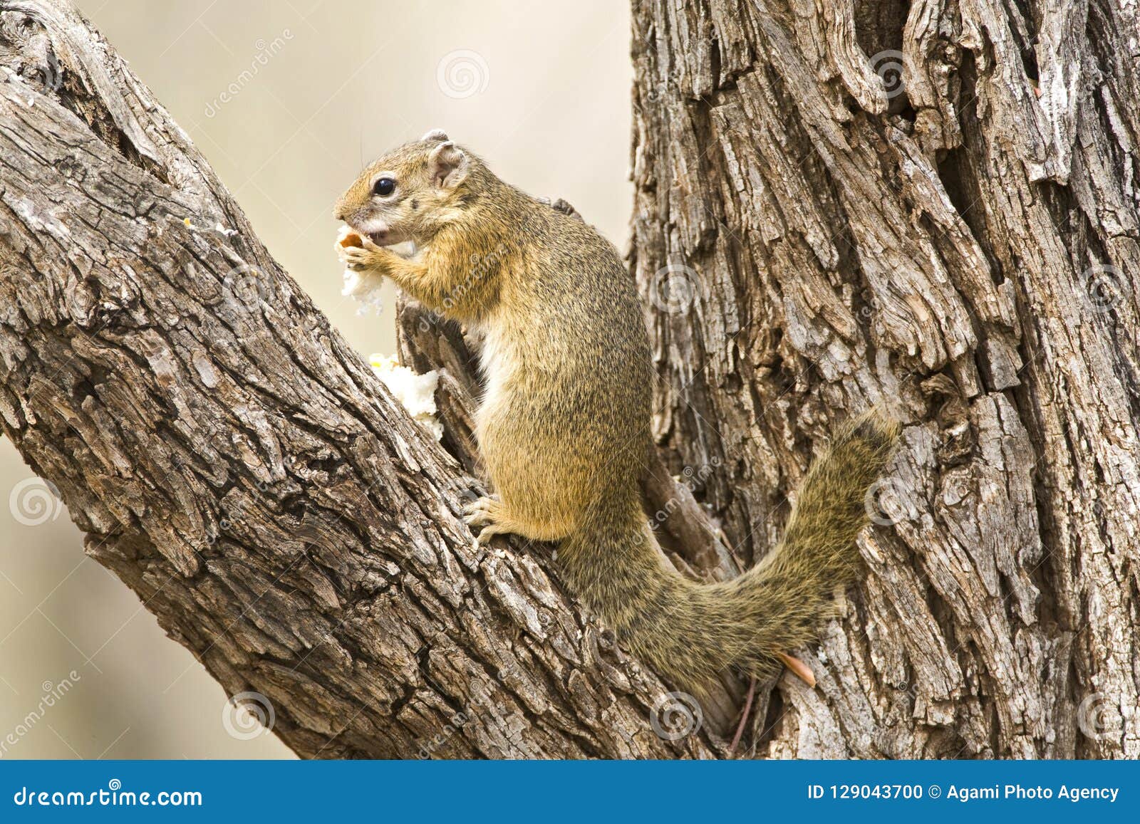 Smith S Bush Squirrel, Paraxerus Cepapi Stock Photo - Image of ...