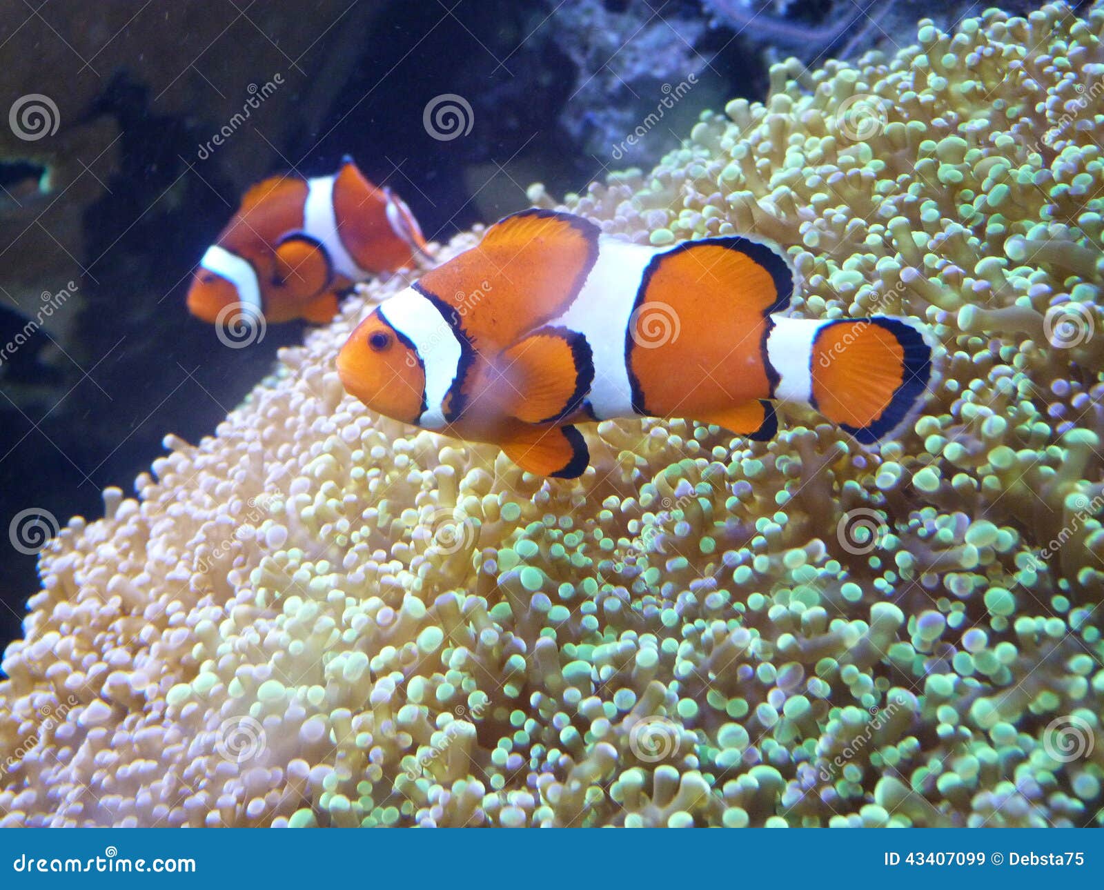 Smithsonian Clown Fish stock image. Image of finding - 43407099