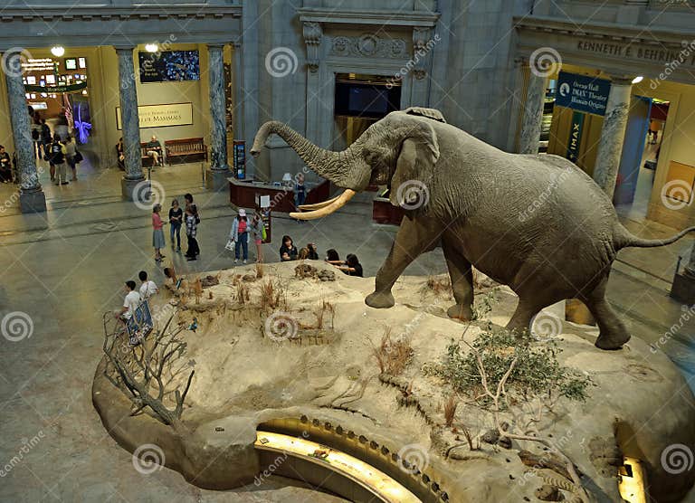 Smithsonian Museum African Elephant Exhibit Editorial Photography ...