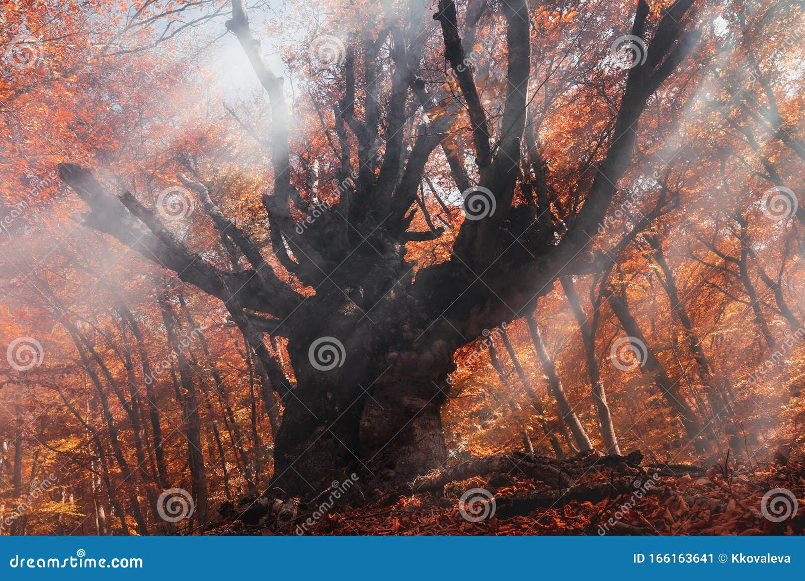 Smoke in Beech Forest. Image for Illustrating Fires Stock Image - Image ...